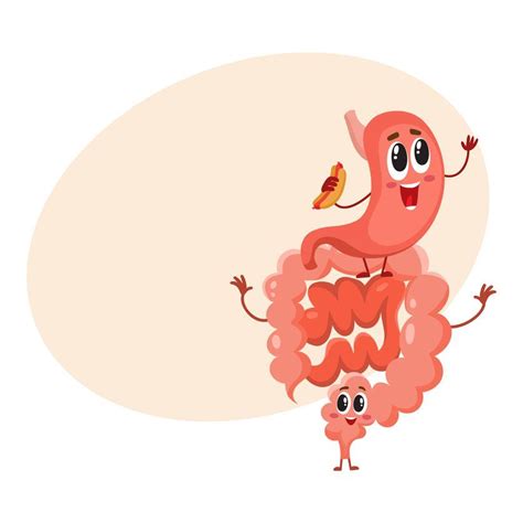 Cute Smiling Healthy Stomach And Bowel Intestine Character Cute