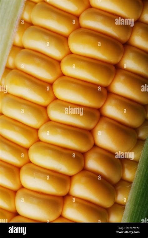 Corn Grains In Close Up Closeup Rows Of Fresh And Ripe Yellow Corn