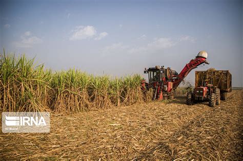 پیش‌بینی برداشت بیش از ۶ و نیم میلیون تن نیشکر در طرح‌های هفت‌گانه