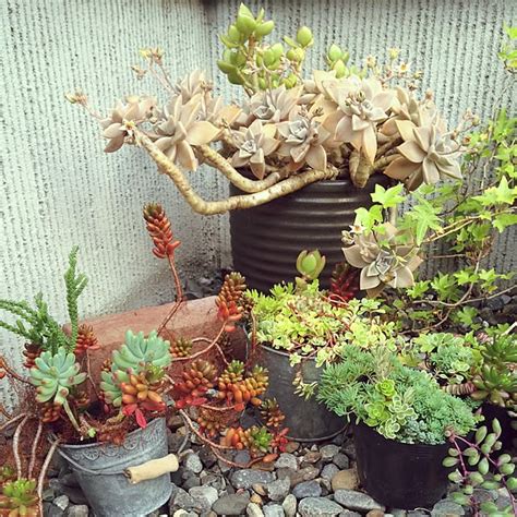 机多肉植物多肉寄せ植え金のなる木セダムのインテリア実例 2015 12 29 220309 ｜ Roomclip（ルーム