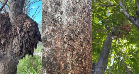 Habitat Assessments Key For Project Success Ecosure Environmental Consultancy