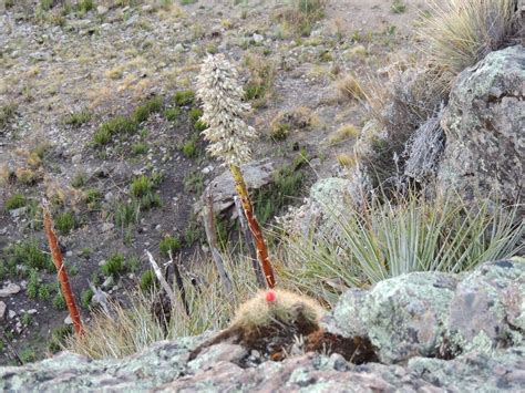 LINGÜÍSTICA AYMARA WILA MASI La familia