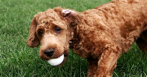 How Did Pickleball Get Its Name A Brief History Of The Sport