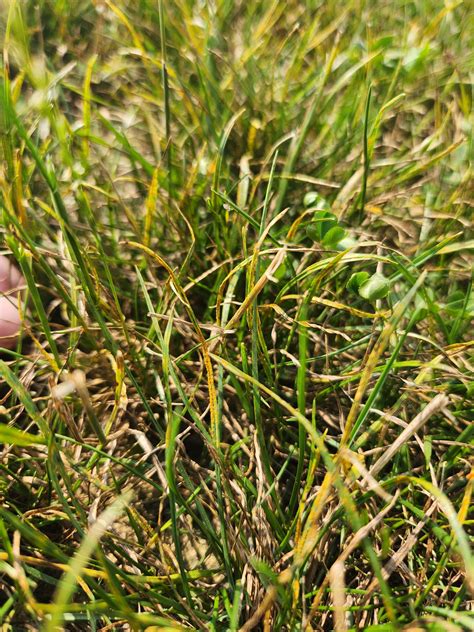 What Causes Rust Rlawncare