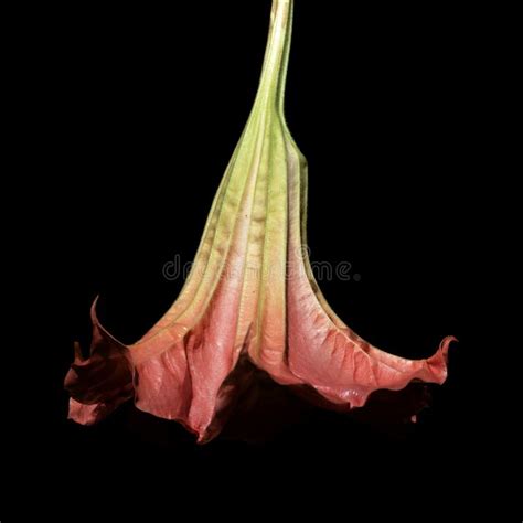 Large Heavy Flower Brugmansia Angel Trumpet Stock Photos Free Royalty Free Stock Photos From