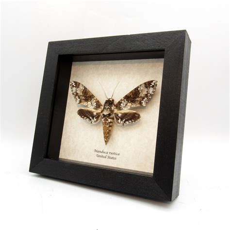 Real Large Rustic Sphinx Moth Framed Taxidermy Manduca Rustica