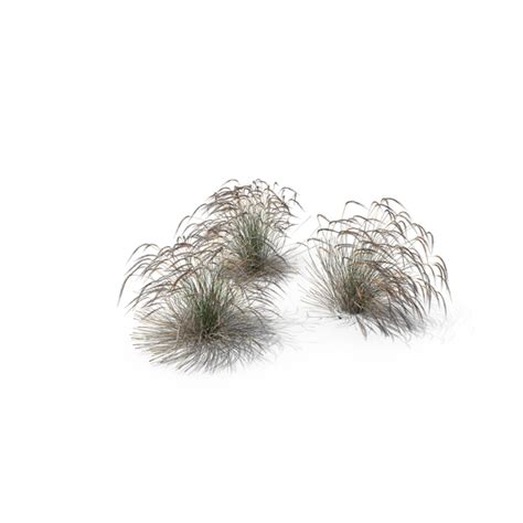 Stipa Grass Png Images And Psds For Download Pixelsquid S10596442d