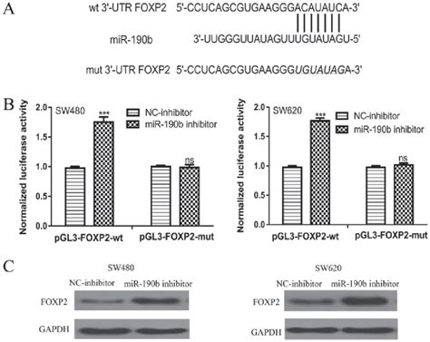 FOXP2 Is A Direct Target Of MiR 190b A A Conserved Binding Site