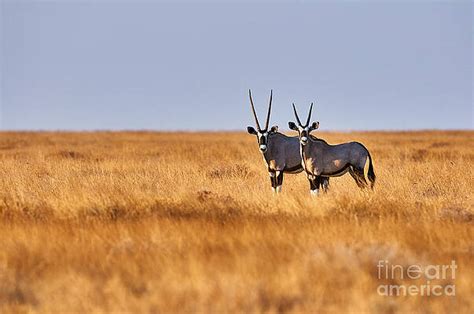Oryx Art Fine Art America