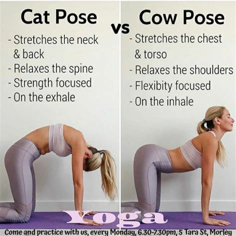 Best 13 Cat Cow Pose Knees Lifted Yogabitilasana Marjaryasana Janu