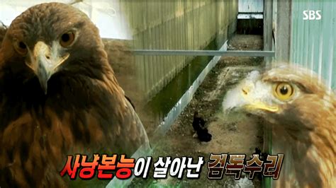 Tv 동물농장 멸종 위기 1급 검독수리 야생성 되찾기 프로젝트 Sbs