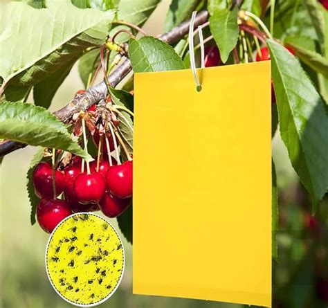 50 Pièces Pièges À Insectes Jaune Mouche Collant Piege Mouche Double