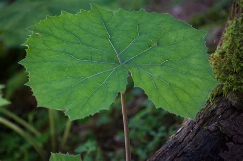 Безплатна снимка дърво природа листо цвете зелен продукция есен