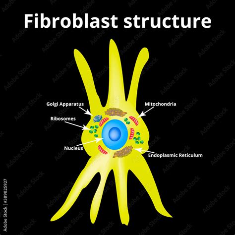 Fibroblast Structure Fibroblast Cell Vector Illustration Isolated