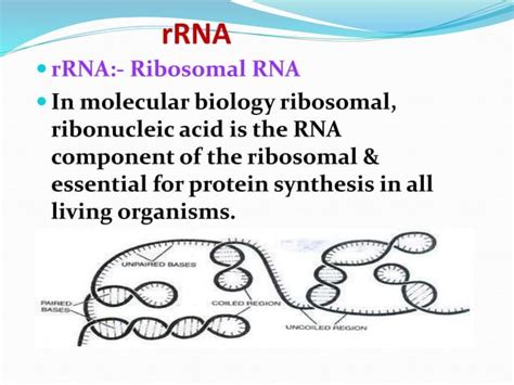 Various Types Rna Pptx