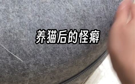 养猫后的怪癖 阿梨梨的动物园 阿梨梨的动物园 哔哩哔哩视频