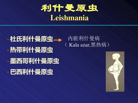 利什曼原虫 文档之家