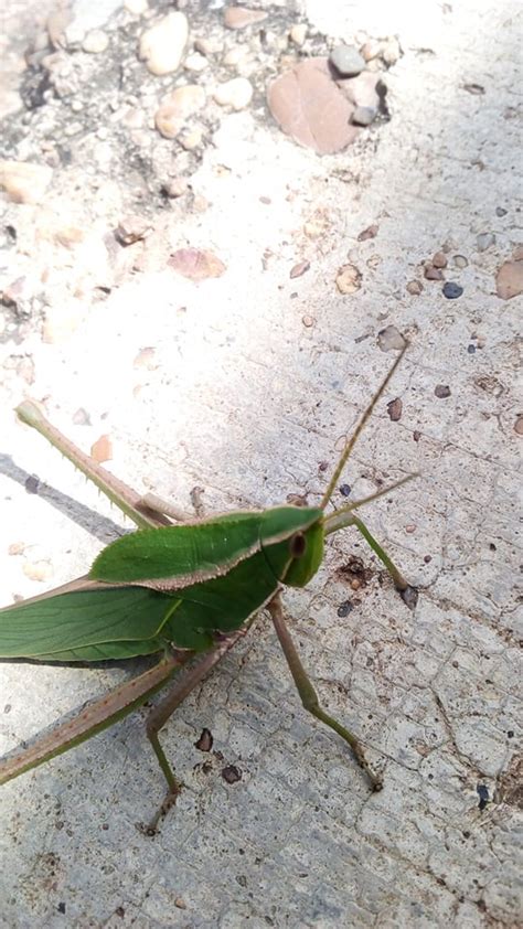 Espeng Fotos De Esta Hermosa Tara O Saltamontes Photos Of This