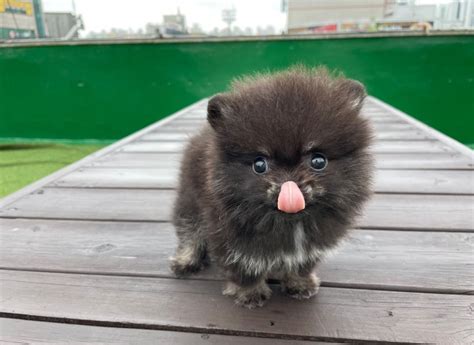 포메라니안블랙이 강아지무료분양 강아지파양 고양이파양 강아지무료분양 고양이무료분양 컴투쉘터