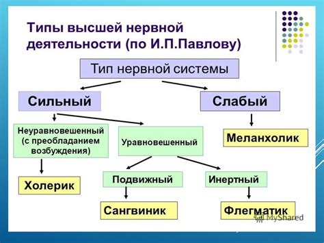 Типы высшей нервной деятельности презентация онлайн