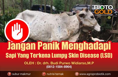 Jangan Panik Hadapi Sapi Yang Terkena Lumpy Skin Disease