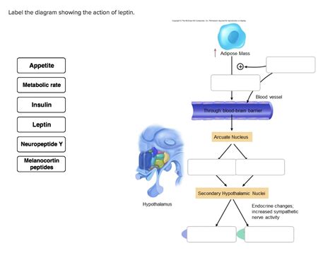 Solved Label The Diagram Showing The Action Of Leptin Label The