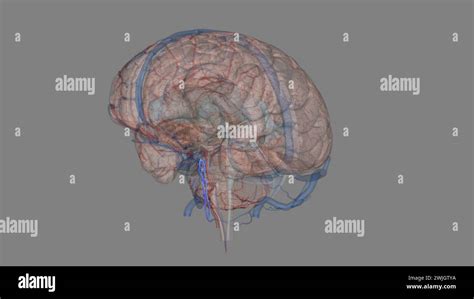 The Basilar Venous Plexus Lies Between The Endosteal And Meningeal