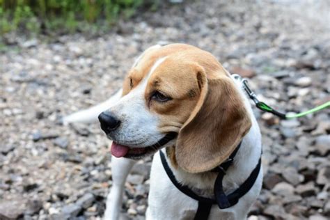 11 Dog Breeds With The Loudest Barks