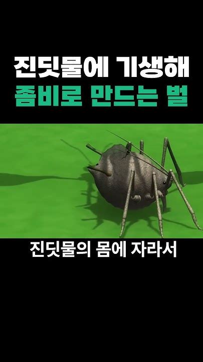 진딧물에 기생해 좀비로 만드는 천적 곤충 Youtube