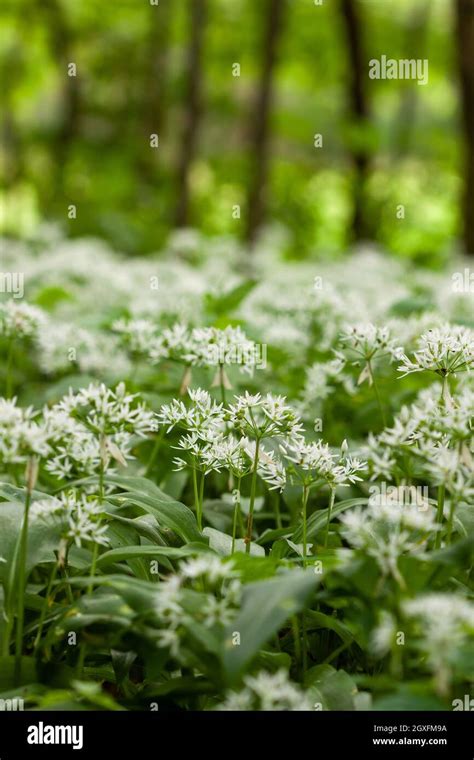Wild Garlic Carpet In Forest Ready To Harvest Ramsons Or Bears Garlic