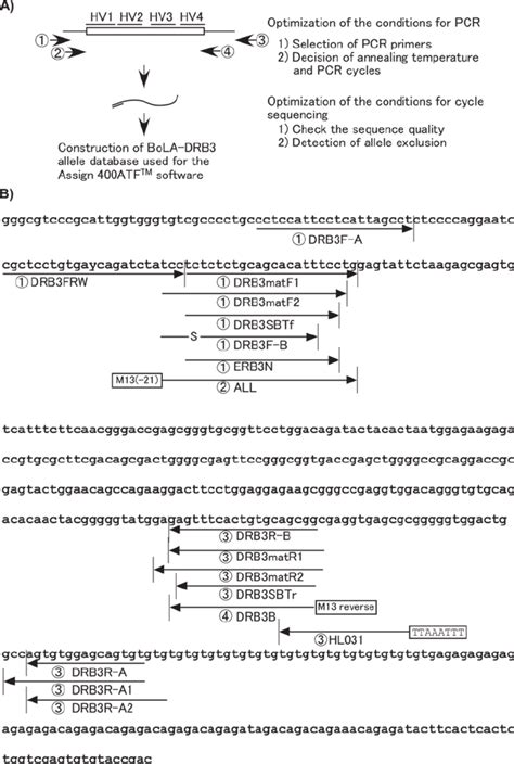 strategy for modifying the pcr sequence based typing sbt method for