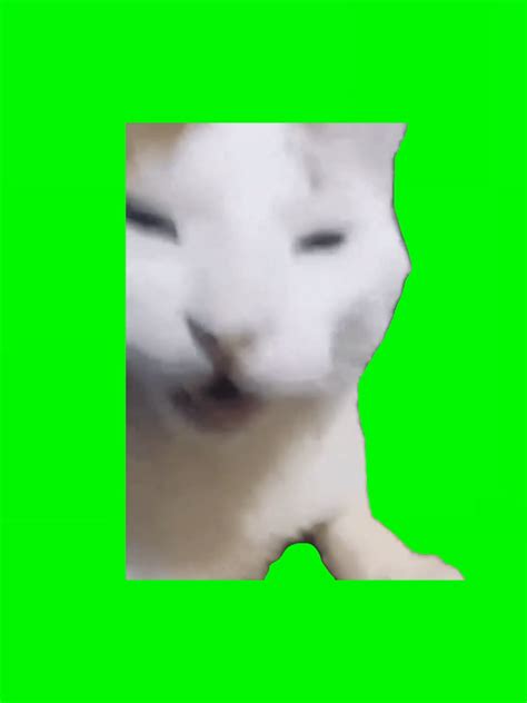 Grinning Cat Fypシ゚ Tiktok 2025 Meme Memes Fyp Fypage Catmeme Cat Tiktok