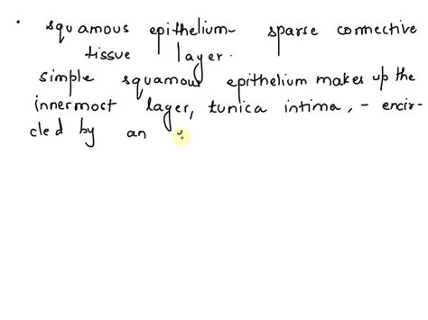 Solved The Ectoderm As A Single Layer Differentiates Into Four Distinct Tissue Regions From