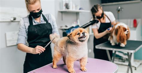 Grooming Essentials Keeping Your Pet Well Groomed In Fall Kinn Inc