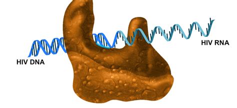Reverse Transcriptase Enzymes Market Could Potentially Grow To Us 481