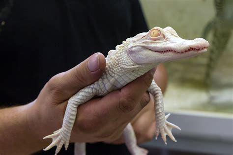 Albino Alligator Gives Toothy Grin During Bath In Viral Clip Newsweek
