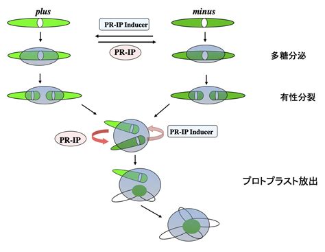 ミカヅキモの有性生殖機構の解析 関本研究室（植物生理学研究室）sekimoto Laboratory 日本女子大学 理学部 化学生命科学科