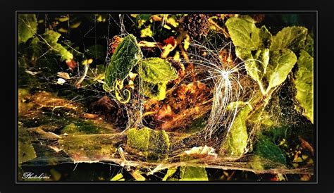 Durchblick Ins Spinnen Nest Foto And Bild Tiere Wildlife Spinnen