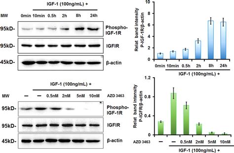 Azd3463 Could Attenuate Igf 1 Promoted Phosphorylation Of Igf 1r In A