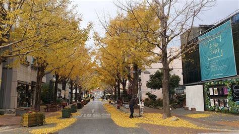 순천문화의거리 은행나무 PHOTO GALLERY 순천독립신문