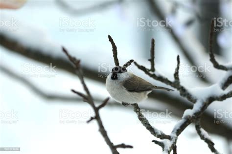 윌로우 는 추운 겨울 날에 눈 덮인 곡선 사과 나무 가지에 앉아있다 겨울에 는 나무 가지에 검은 모자에 푹신한 Tit 나뭇가지에