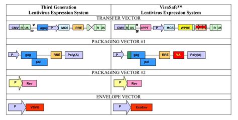 Lentiviral Expression