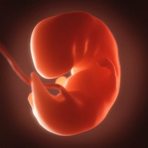 Human Fetus Embryo Animation 3d Lwo