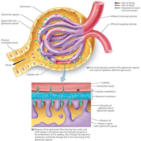 Glomerular Filtration Diagram Correctly Label The Parts Of T
