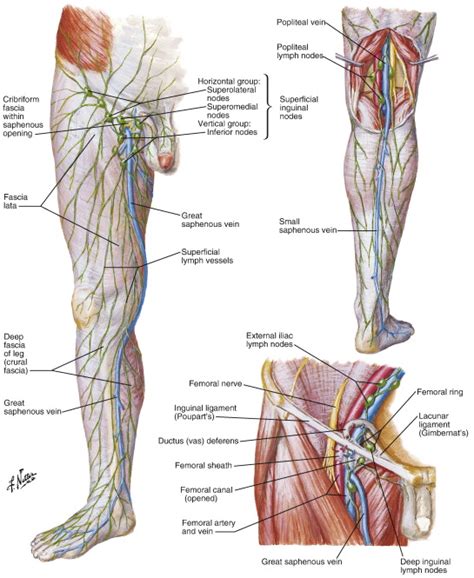Schematic Diagram For Cellulitis Circuit Diagram