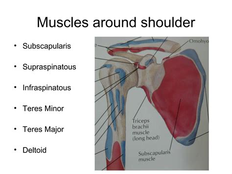 Anatomy Shoulder Ppt