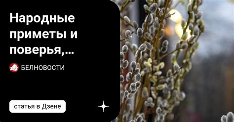 Народные приметы и поверья связанные с вербой БЕЛНОВОСТИ Дзен
