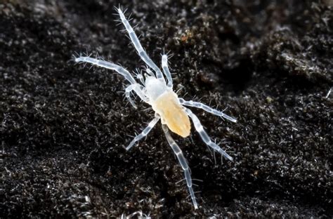 Saw This Translucent Bug On A Rotting Tree Stump Some Sort Of Mite I