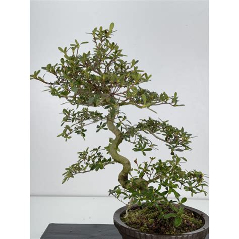 Azalea Ryokuka No Izumi Bonsái I 7783 Laos Garden