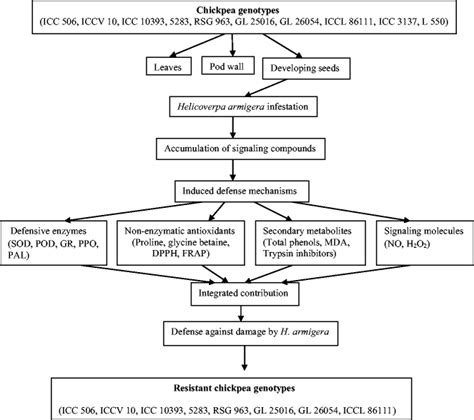 Schematic Representation Of Defensive Compounds In Chickpea Genotypes Download Scientific